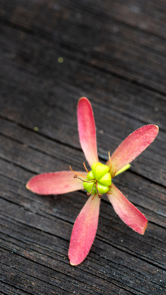 This rare rainforest tree is mass flowering in outback Queensland - ABC ...