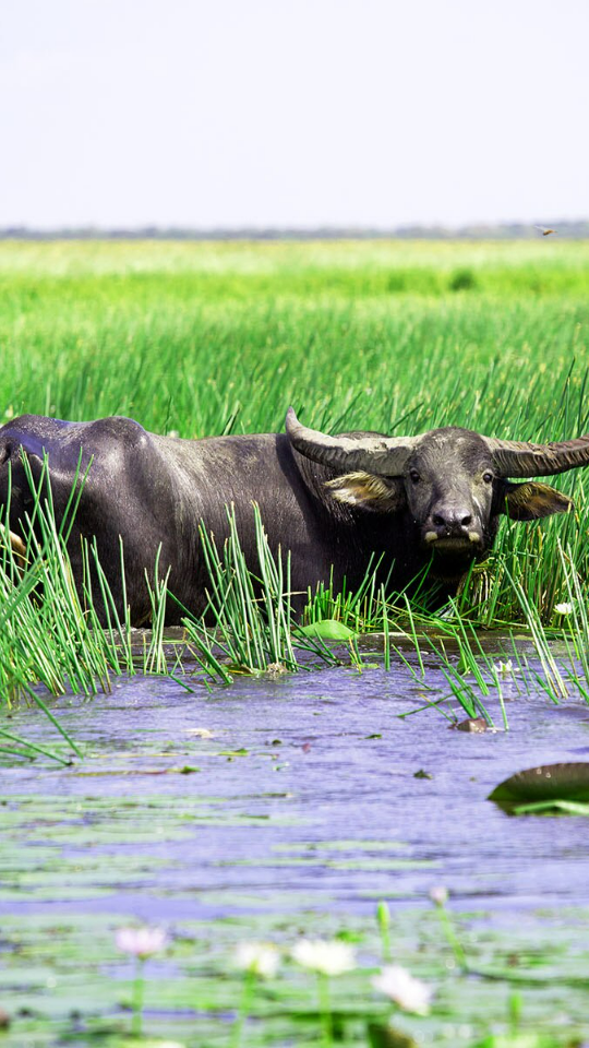 30 years of Australia's wild buffalo documented in photos - ABC News