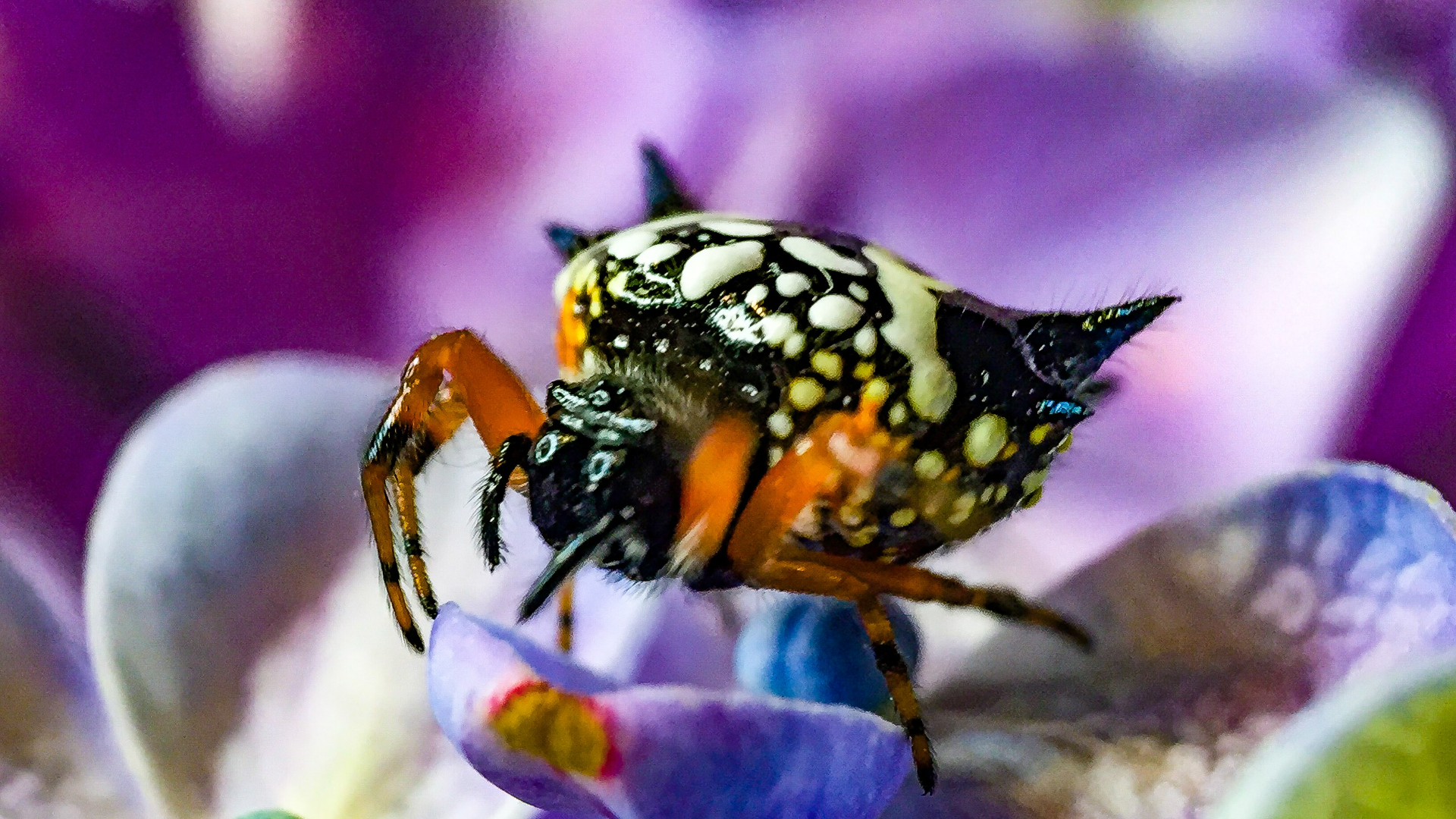 Christmas spiders on the prowl in 'prolific numbers' as summer heats up ...