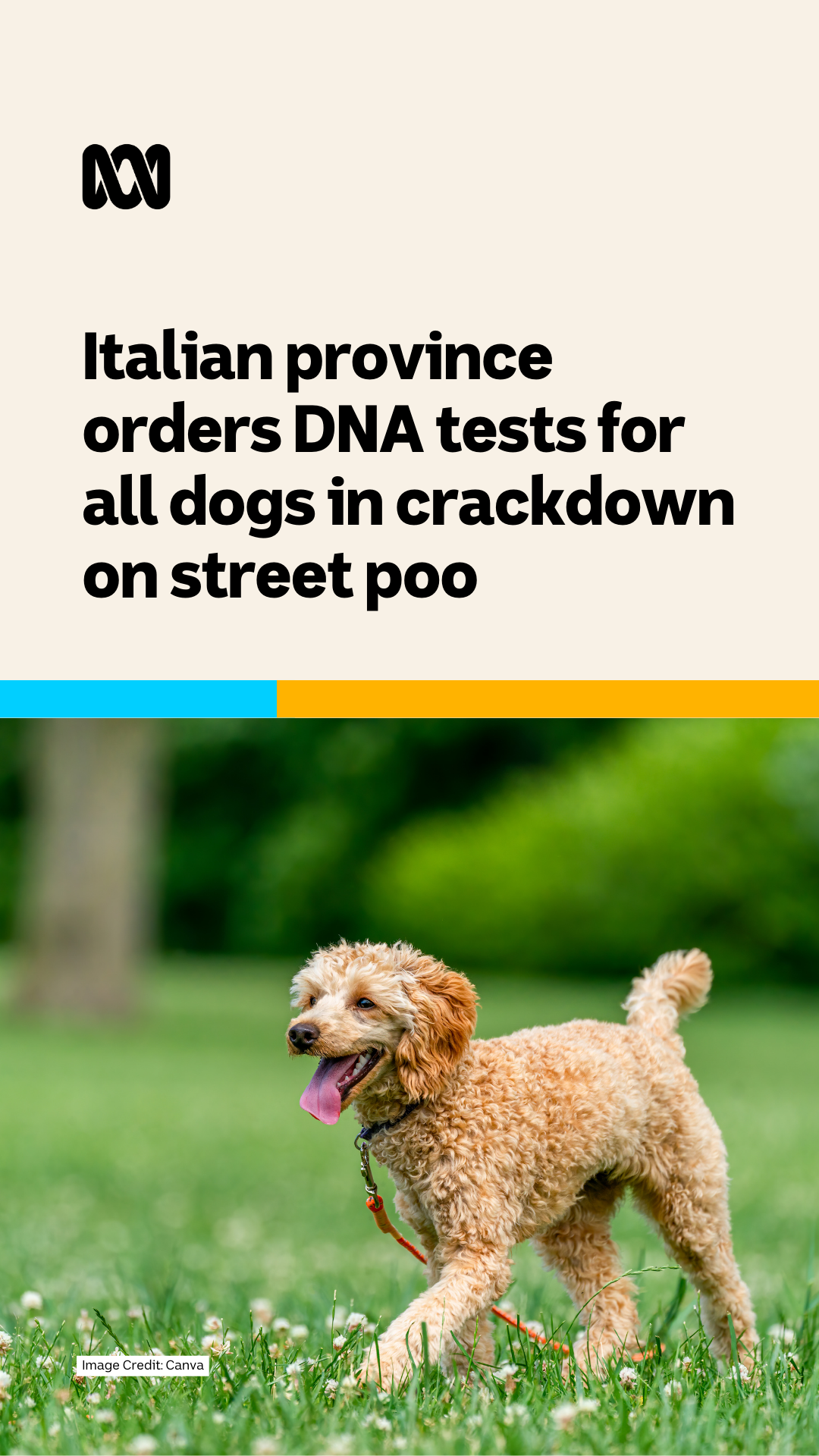 Italian province orders DNA tests for all dogs in crackdown on street ...
