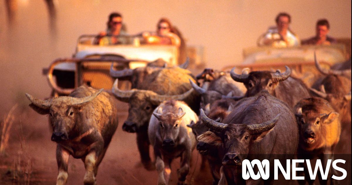 30 years of Australia's wild buffalo documented in photos - ABC News