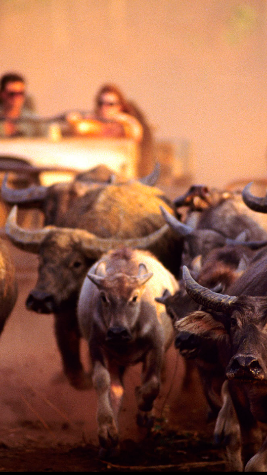 30 years of Australia's wild buffalo documented in photos - ABC News