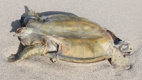 Protected turtles are being killed on Australian islands. Here's who ...