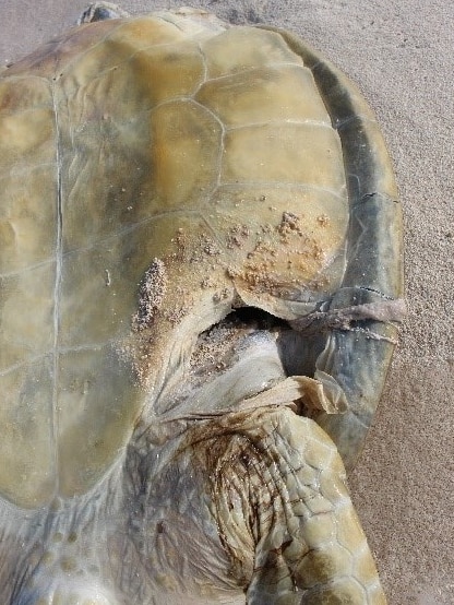 Protected turtles are being killed on Australian islands. Here's who ...