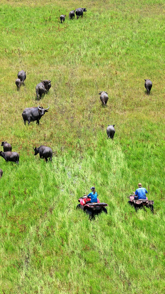 30 years of Australia's wild buffalo documented in photos - ABC News