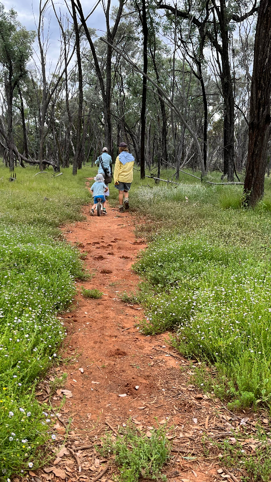 This rare rainforest tree is mass flowering in outback Queensland - ABC ...