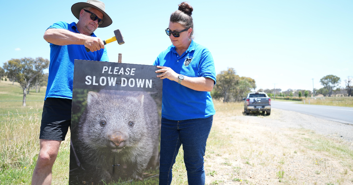 Wombat Rescue safety campaign warns drivers to slow down as wildlife ...