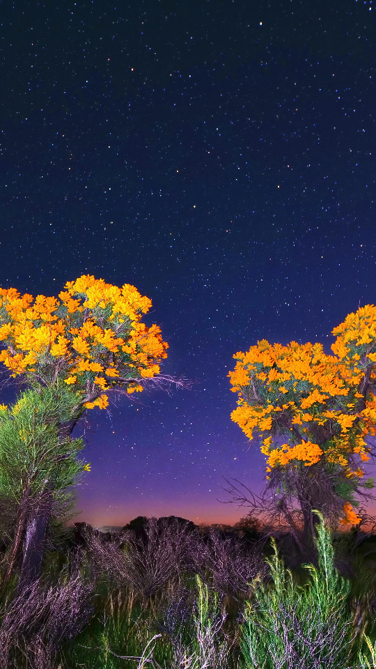 Western Australia's native Christmas tree, the Moodjar, is beginning to ...