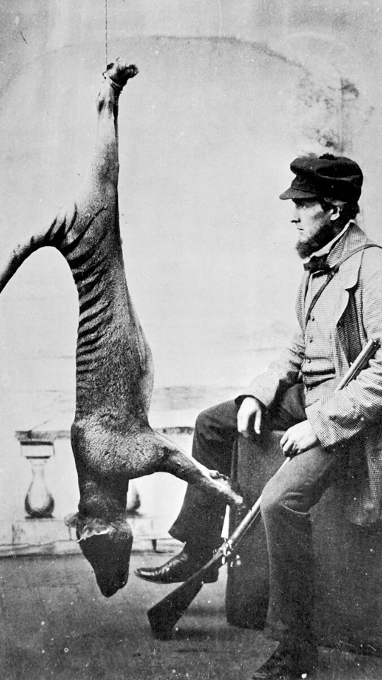 What's the deal with those Tasmanian tiger sightings? - ABC News