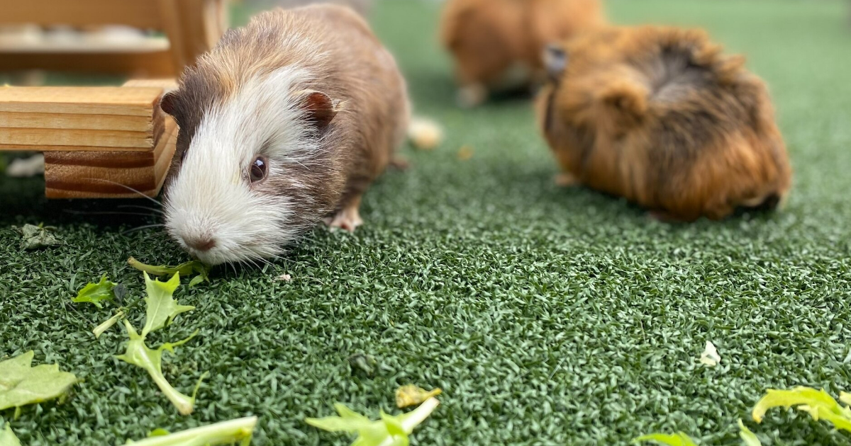 Tasmania's 'tiny town' for guinea pigs a TikTok sensation - ABC News