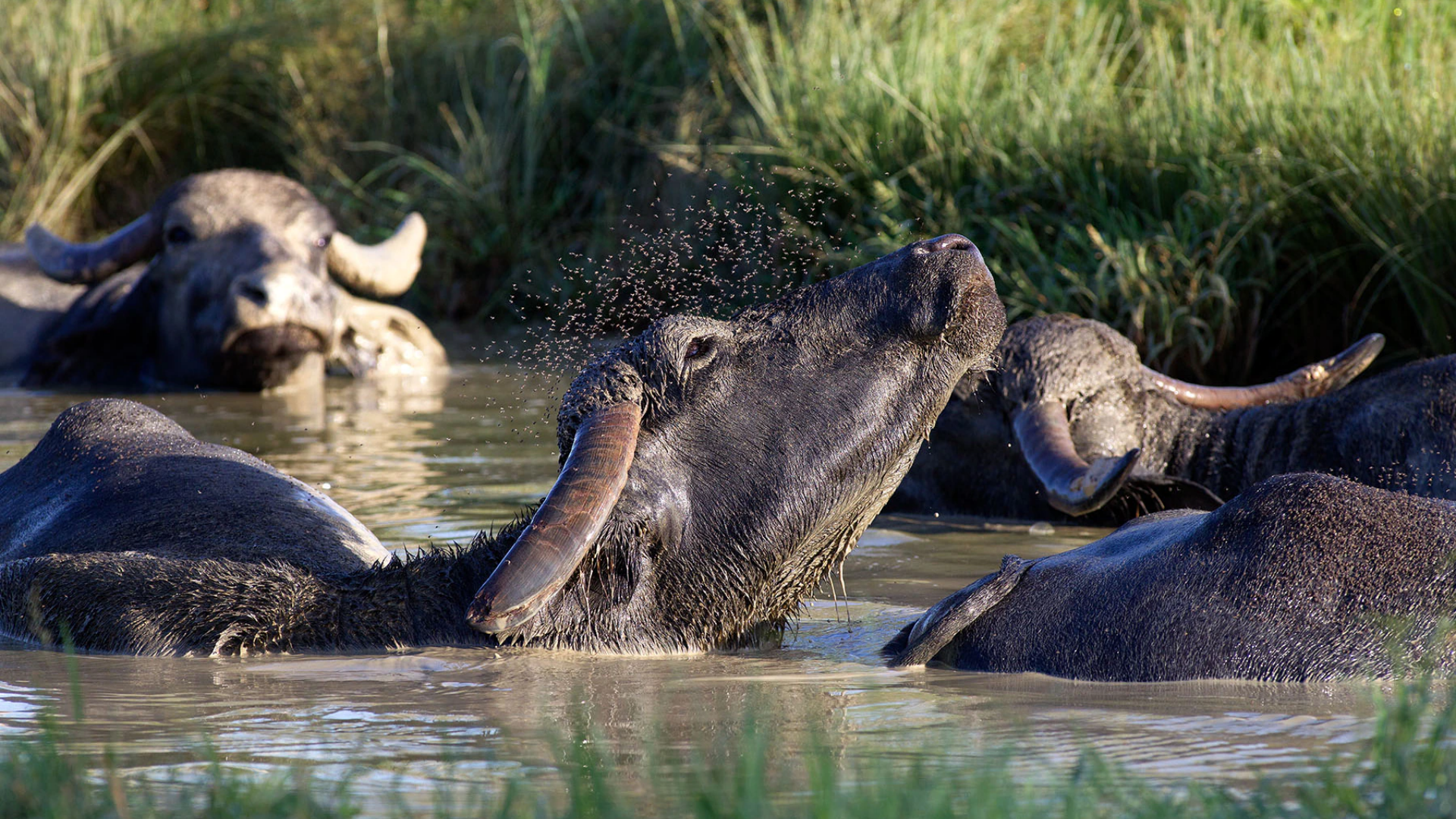 30 years of Australia's wild buffalo documented in photos - ABC News