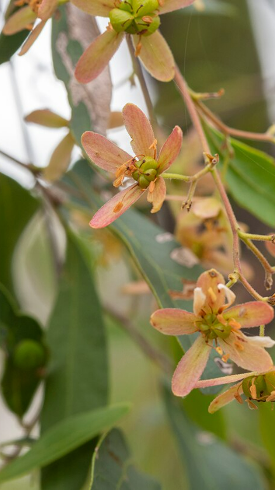This rare rainforest tree is mass flowering in outback Queensland - ABC ...