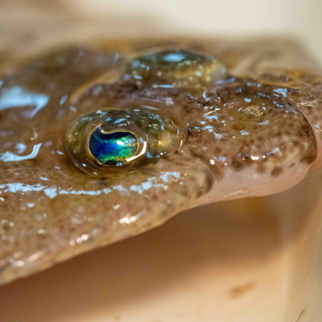 CSIRO deep sea cameras capture new species off Australian coastline ...