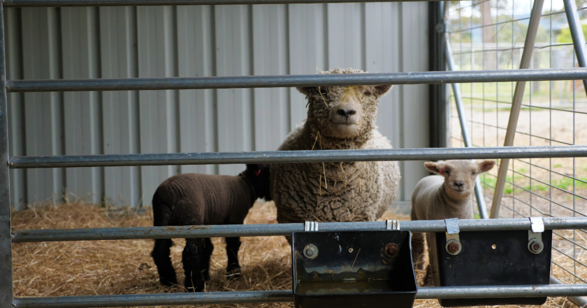 Meet the unique breed of sheep born with fluffy beards and ugg boots ...