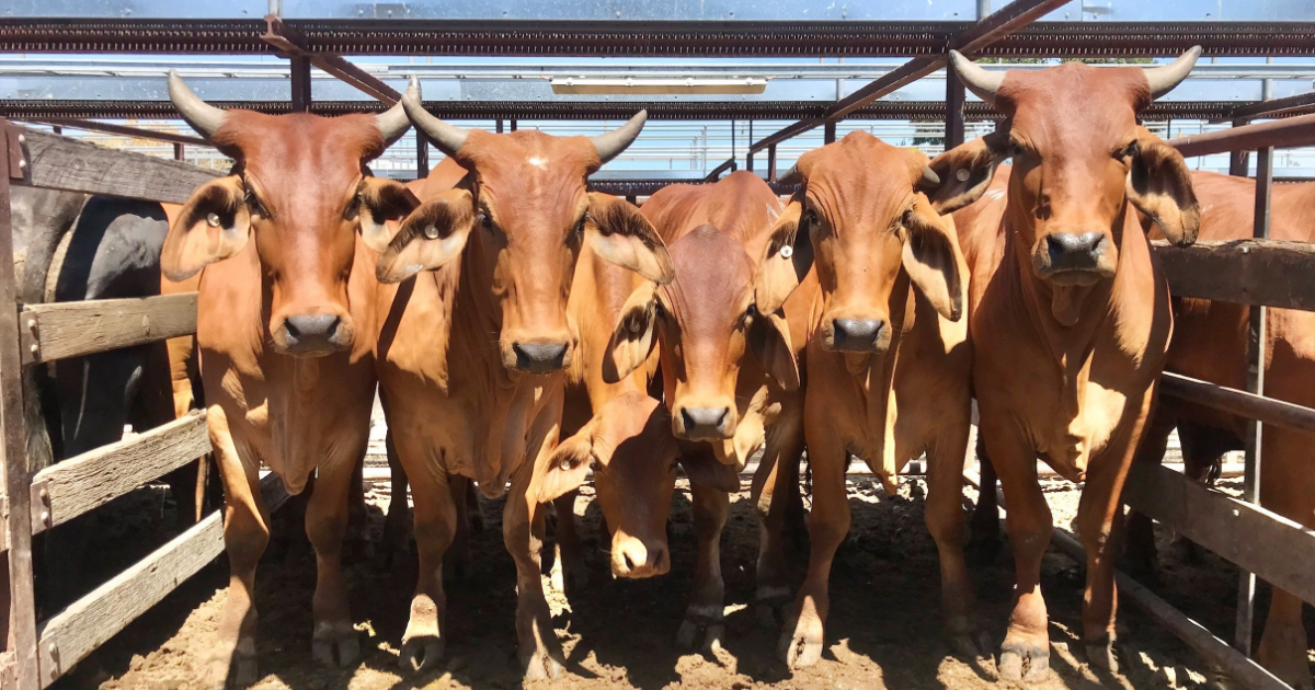 Should travel to and from Bali be banned? Let's talk about foot and ...