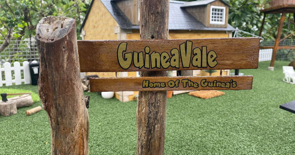 Tasmania's 'tiny town' for guinea pigs a TikTok sensation - ABC News