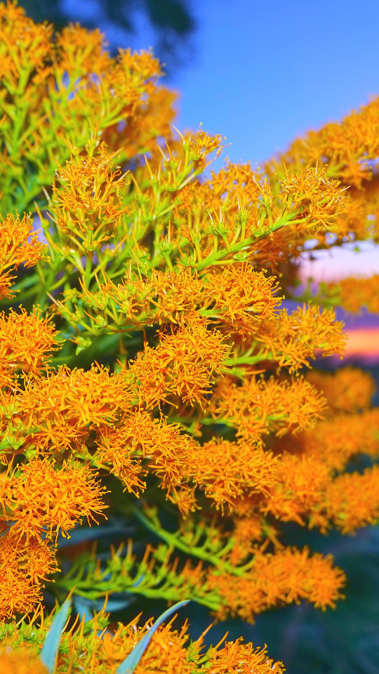 Western Australia's native Christmas tree, the Moodjar, is beginning to ...