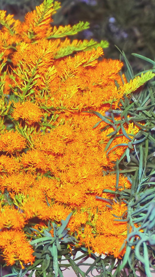 Western Australia's native Christmas tree, the Moodjar, is beginning to ...
