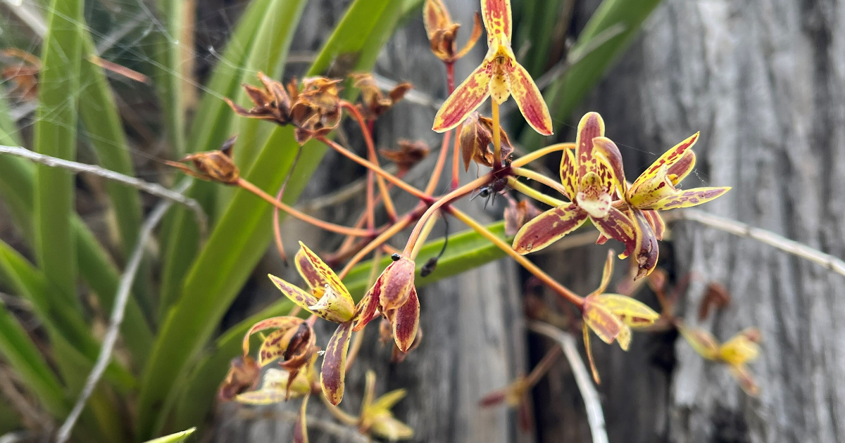 This rare rainforest tree is mass flowering in outback Queensland - ABC ...