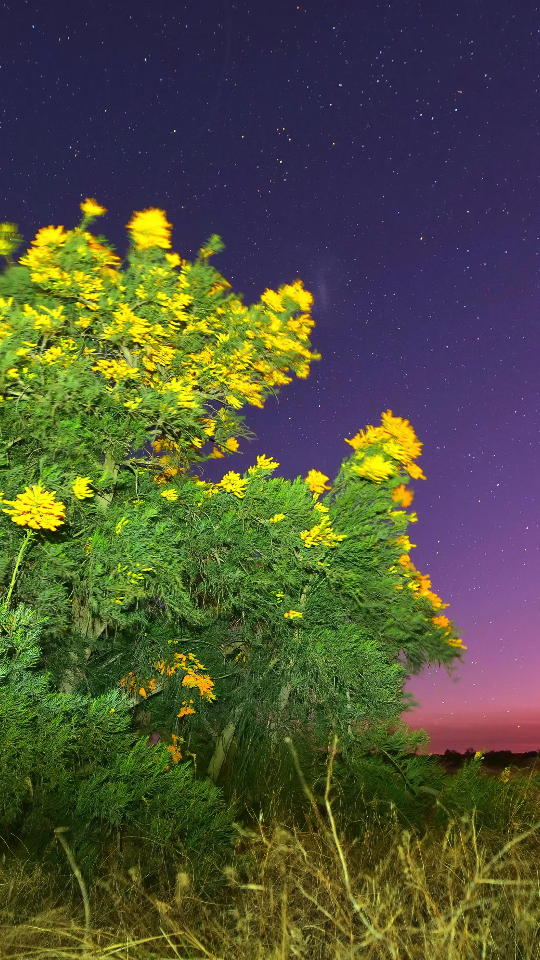 Western Australia's native Christmas tree, the Moodjar, is beginning to ...