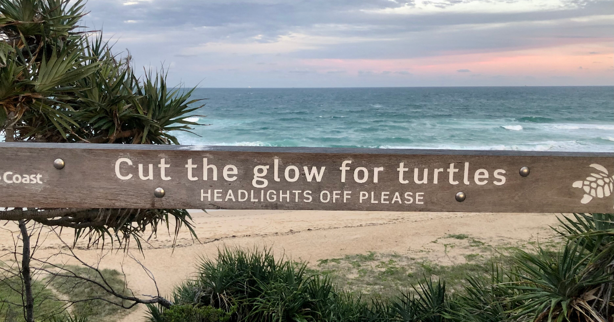 Lights lured endangered turtle hatchlings to their death - ABC News