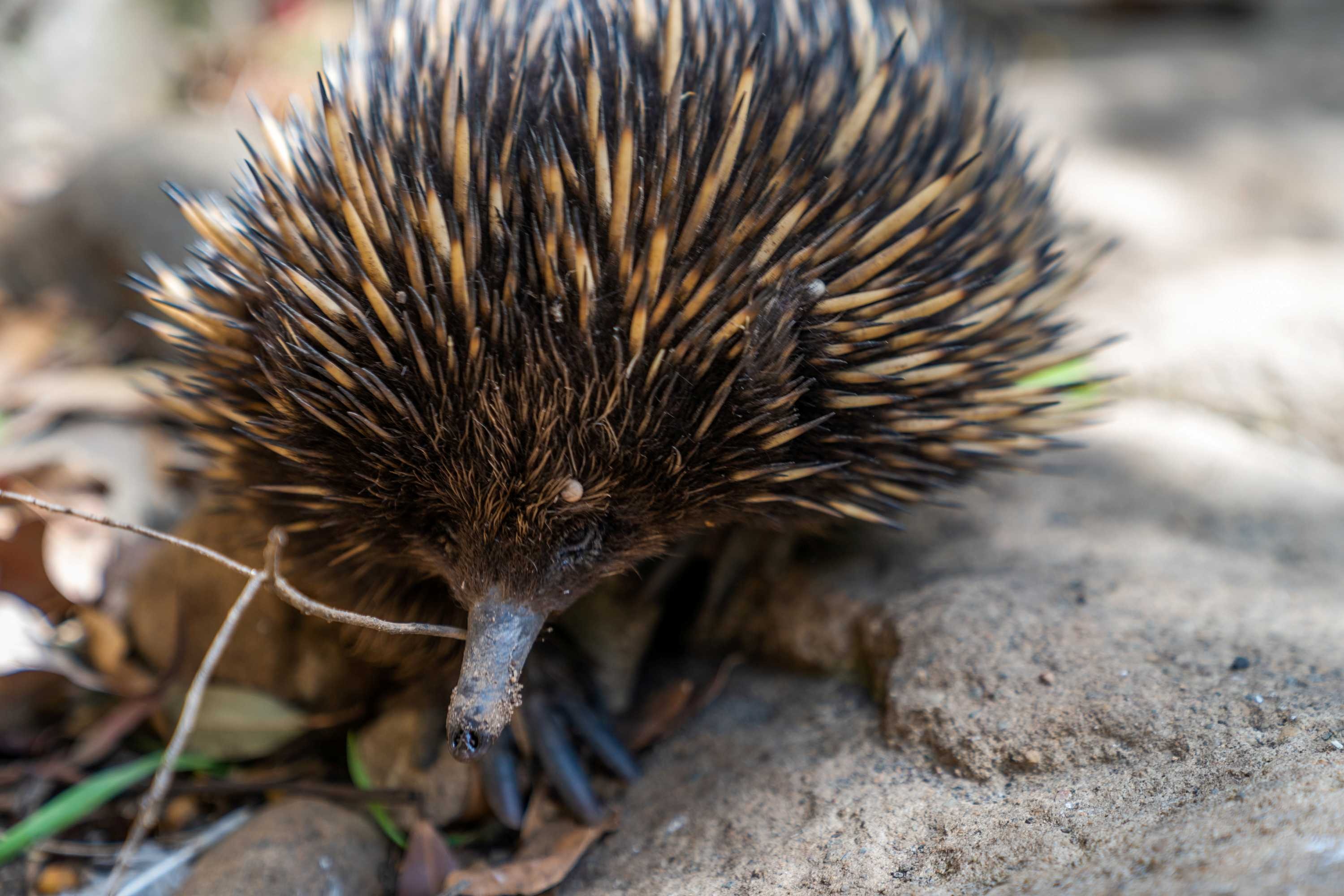 Echidnas recorded communicating for first time - ABC News