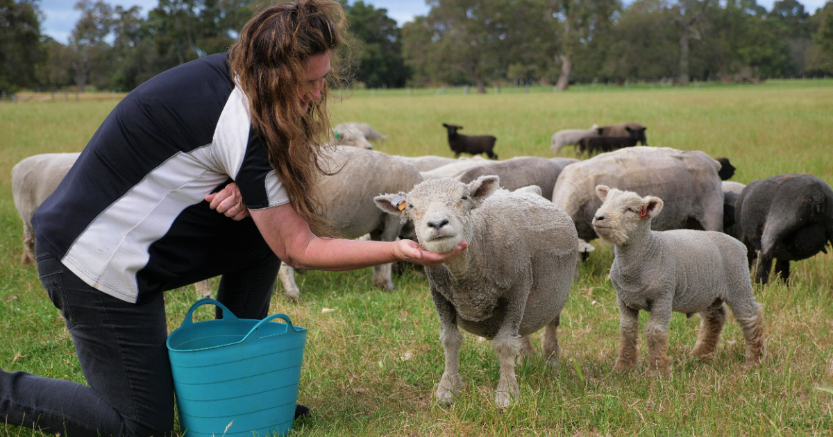 Meet the unique breed of sheep born with fluffy beards and ugg boots ...