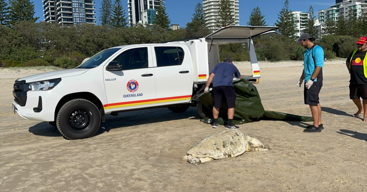 Are Gold Coast shark sightings increasing? - ABC News