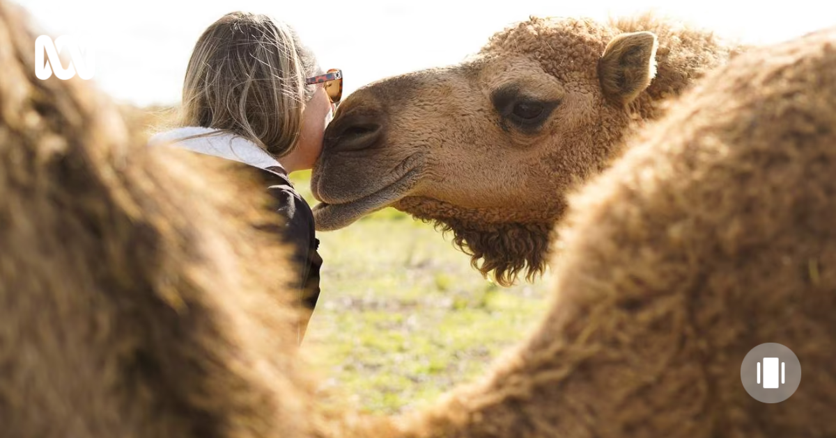 Interest in camel milk as an alternative to cows milk - ABC News