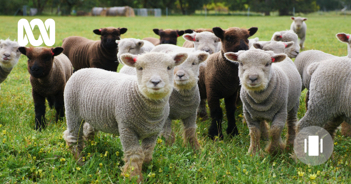 Meet the unique breed of sheep born with fluffy beards and ugg boots ...