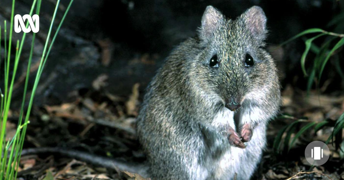 World's rarest marsupial, released back into original habitat in ...