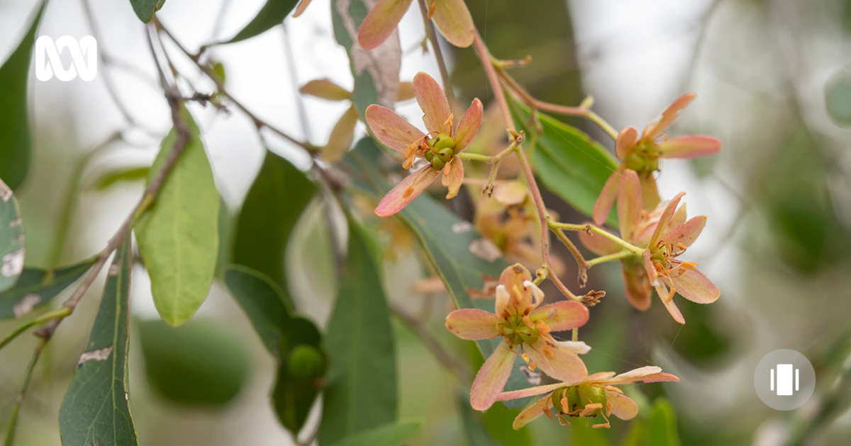 This rare rainforest tree is mass flowering in outback Queensland - ABC ...