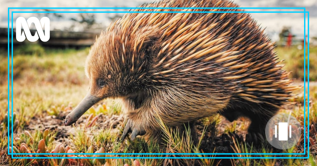 Secret life of echidnas revealed as native animal uses sensory powers ...