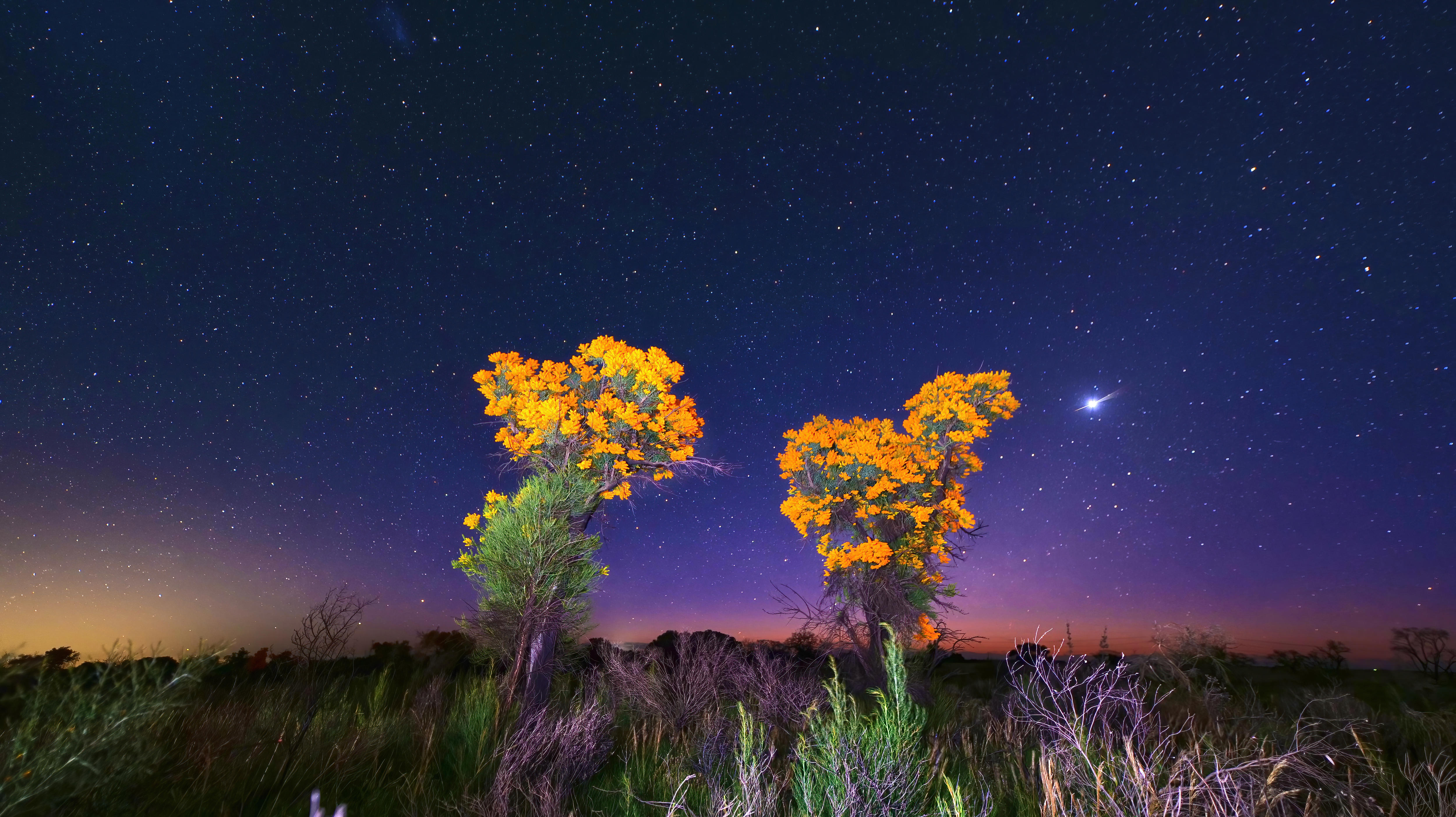 Western Australia's native Christmas tree, the Moodjar, is beginning to ...