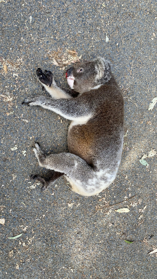 Koala kindergarten struggles to keep up with demand. Here's how you can ...