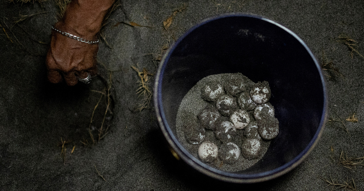 How these sea turtle poachers became their protectors - ABC News