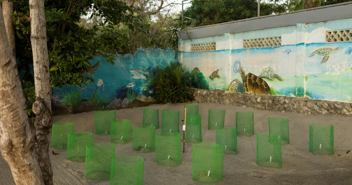 How these sea turtle poachers became their protectors - ABC News