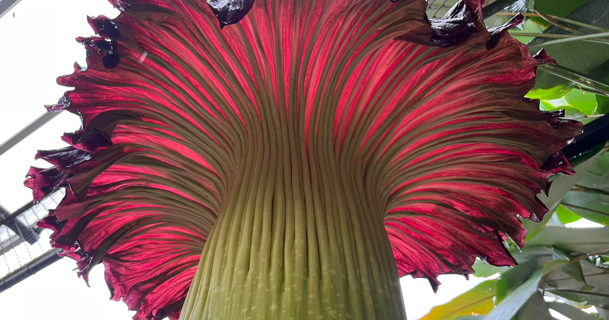 Why is the corpse flower so stinky? - ABC News