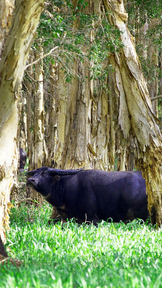 30 years of Australia's wild buffalo documented in photos - ABC News