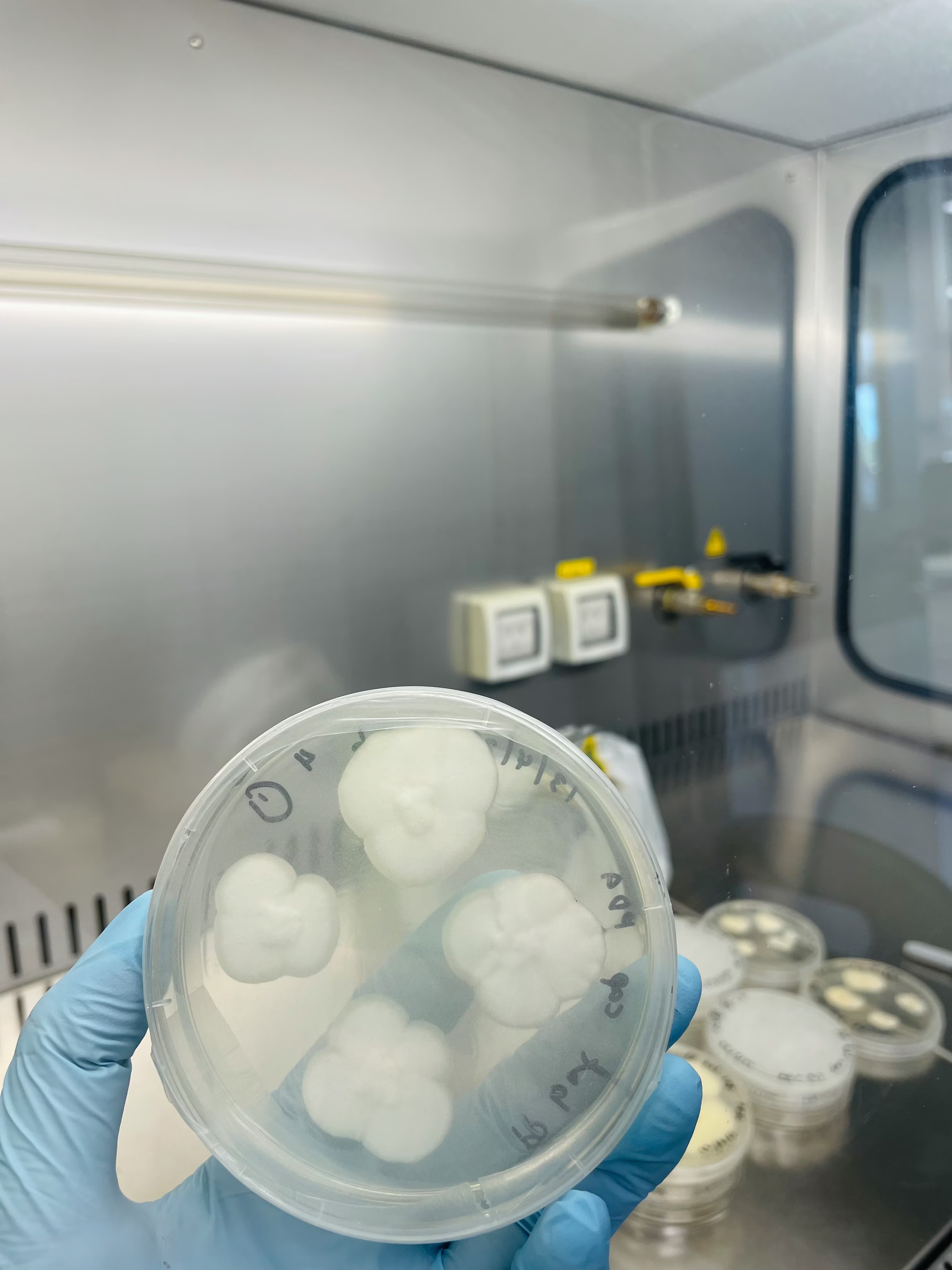 Plastic-eating fungi discovery - ABC News