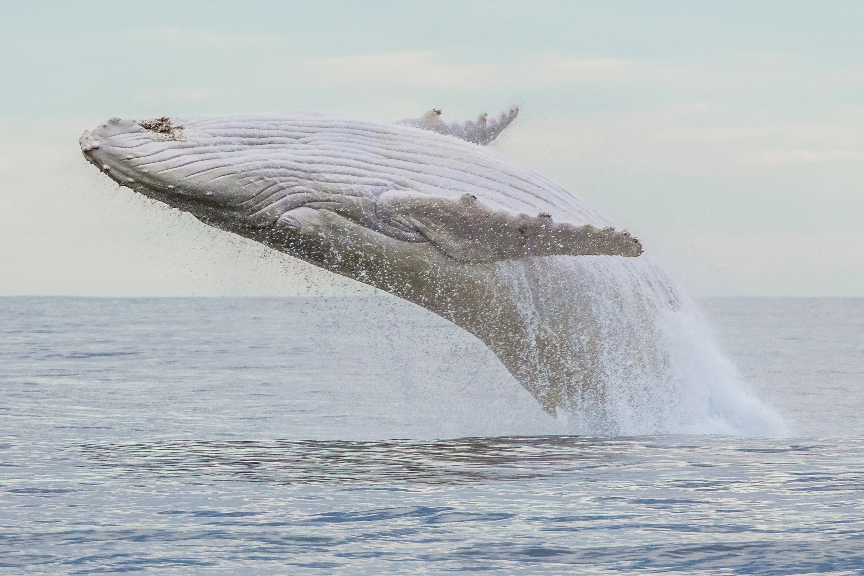 Whales are cruising our coastlines - but do you know where to spot them ...