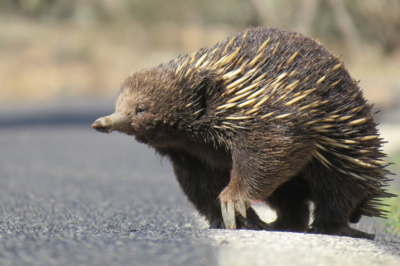 Secret life of echidnas revealed as native animal uses sensory powers ...