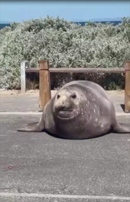 How Henry the seal's dramatic adventure to Point Lonsdale unfolded ...