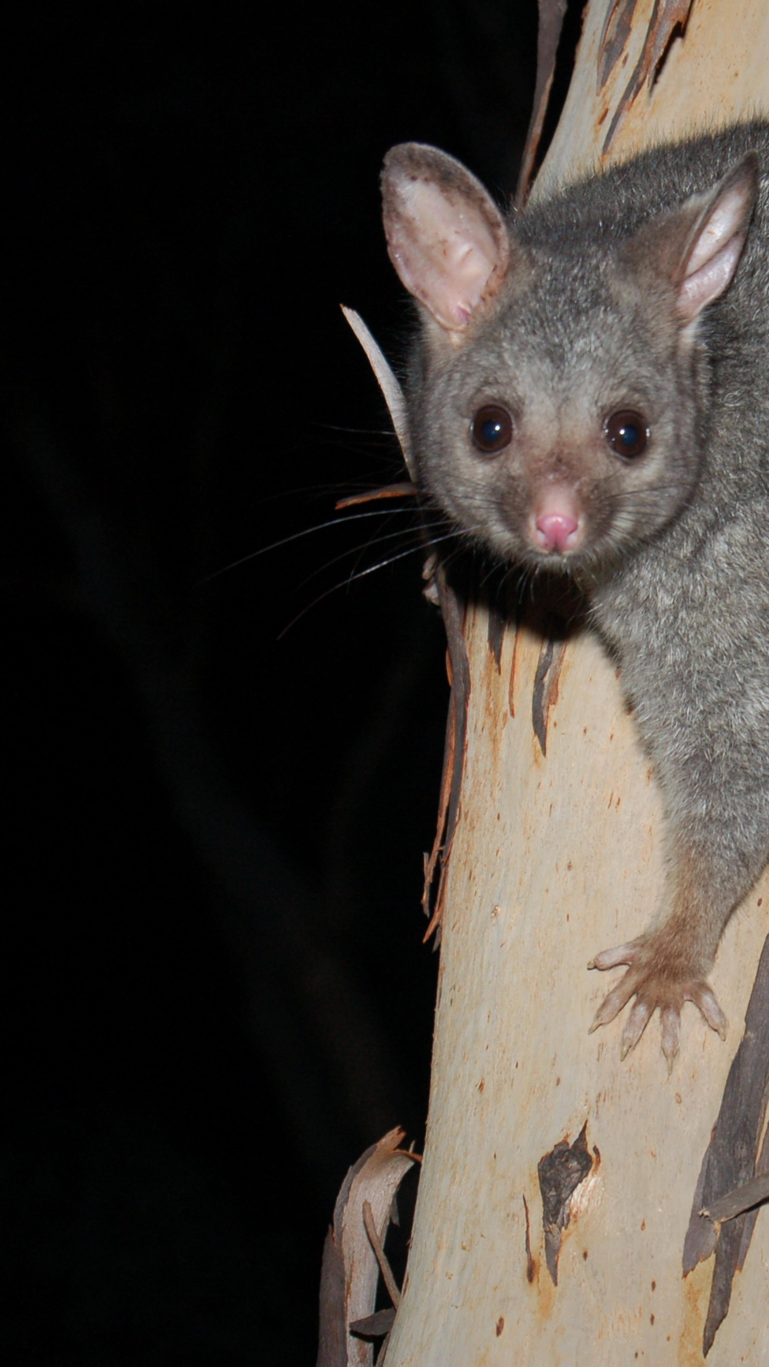 Is it time Australia banned toxic rat bait? Here’s what it’s doing to ...