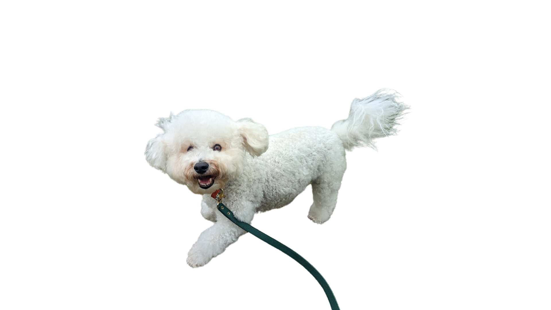 'Dog-sharing' arrangements connect busy owners with petless companions ...