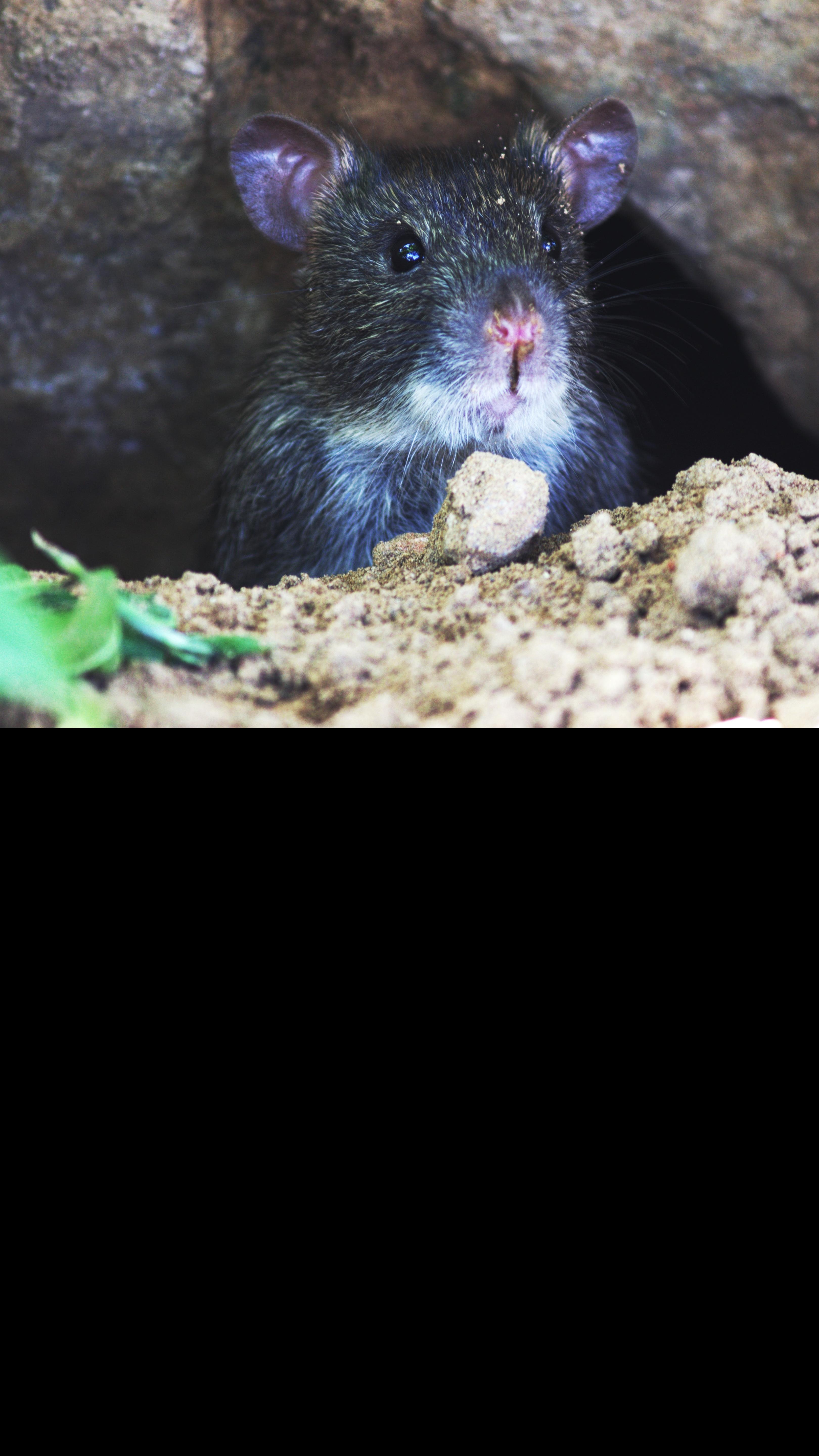 Is it time Australia banned toxic rat bait? Here’s what it’s doing to ...