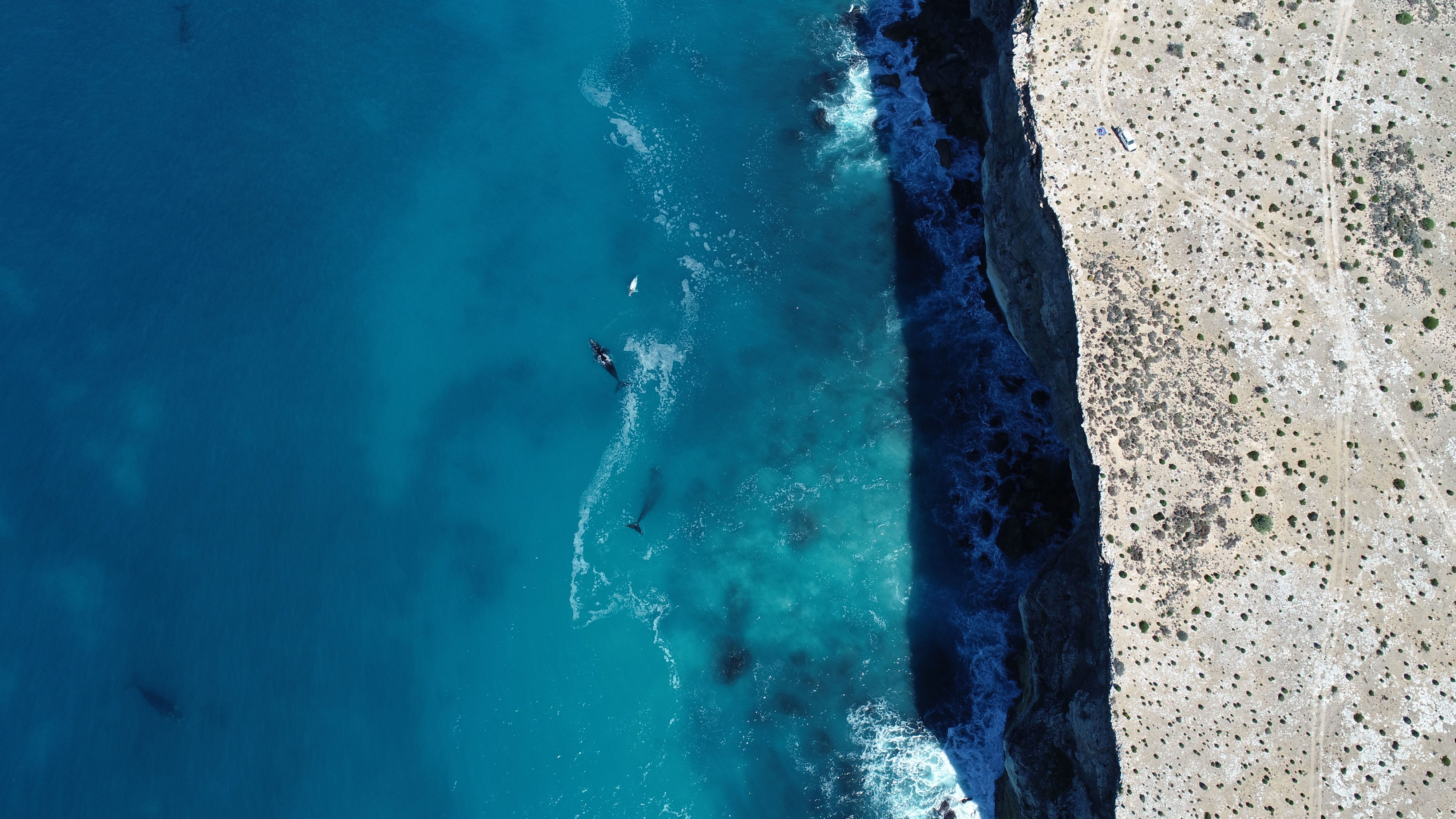 Whales are cruising our coastlines - but do you know where to spot them ...