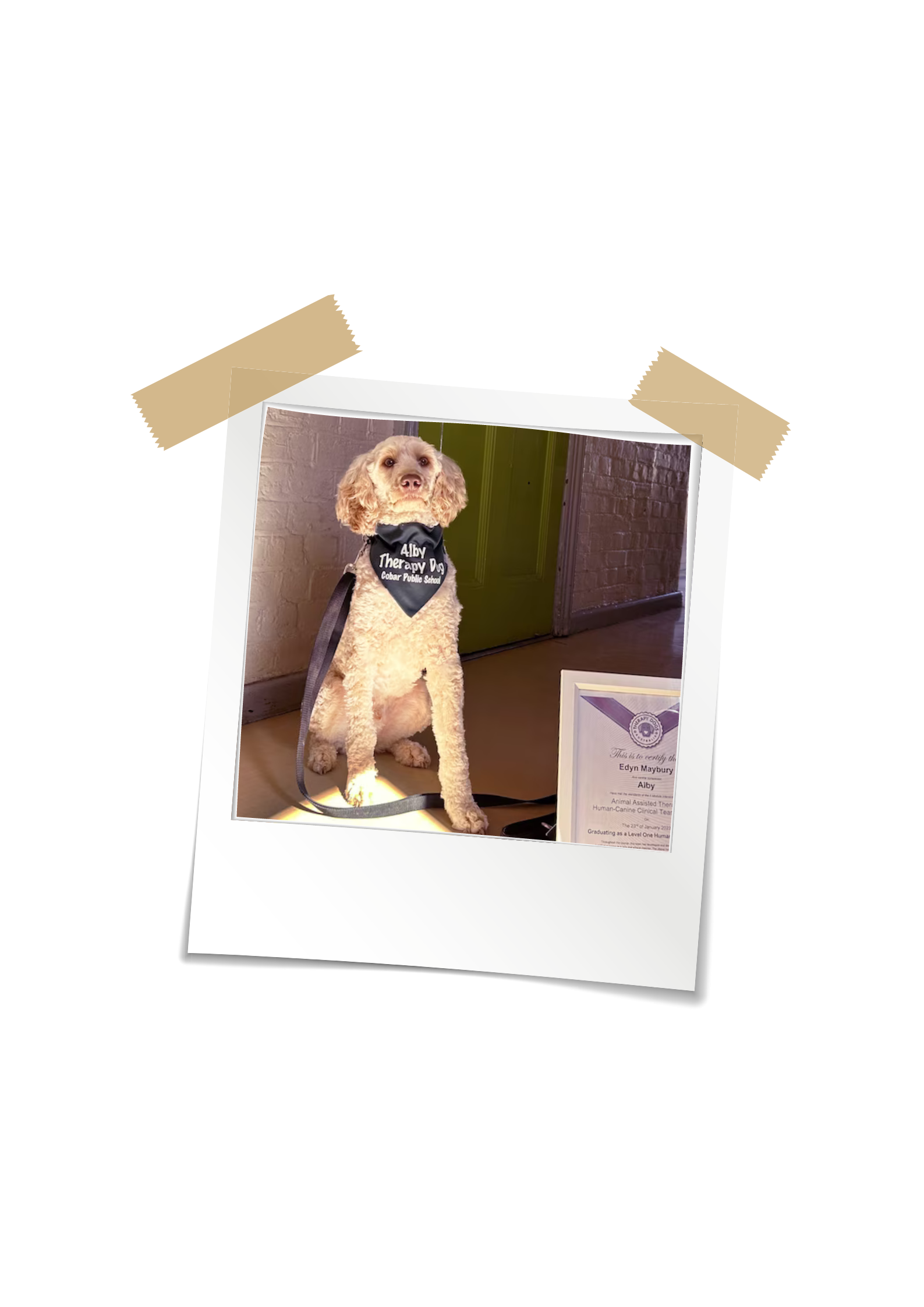 Alby the therapy dog - ABC News