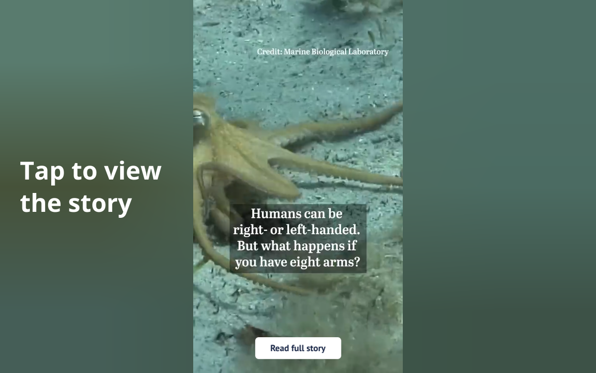 Octopuses have eight arms. Can they be right- or left-handed? - The Age
